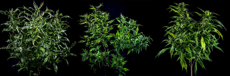 TERPYZ | World's No.1 Seed Bank for Cannabis Mutants