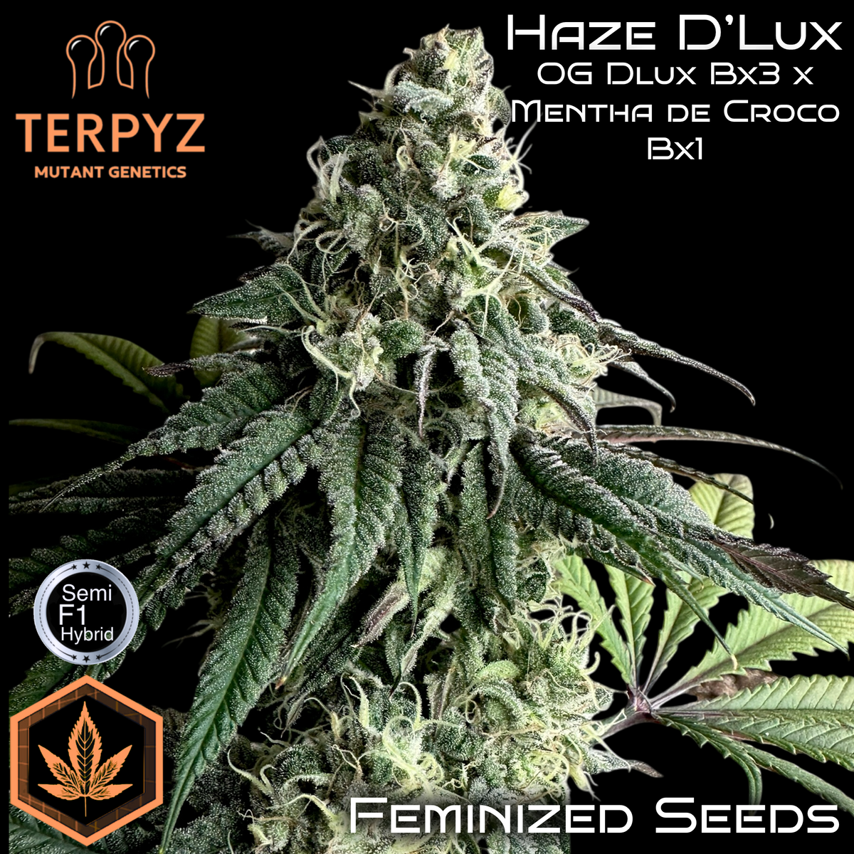 TerpyZ Mutant Cannabis Seeds - Rare Cannabis Genetics