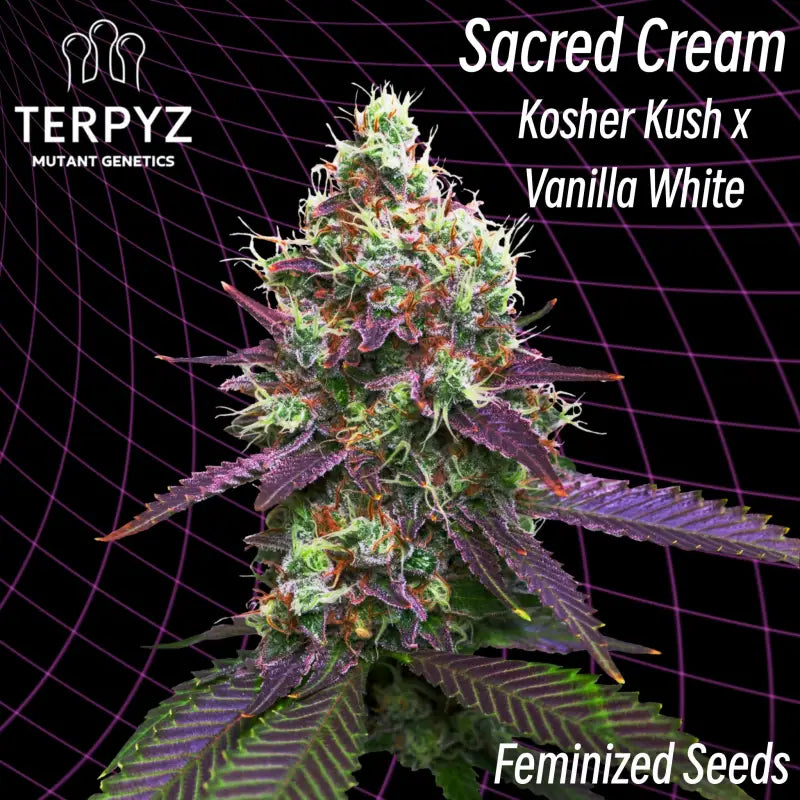 TerpyZ Mutant Genetics - Sacred Cream